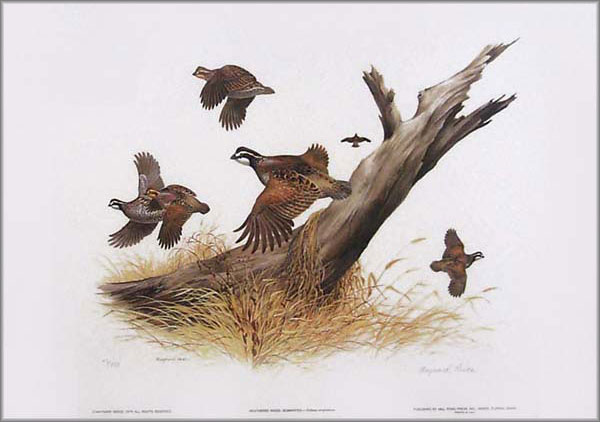 Maynard Reece, limited edition prints, giclee canvases, paper prints ...